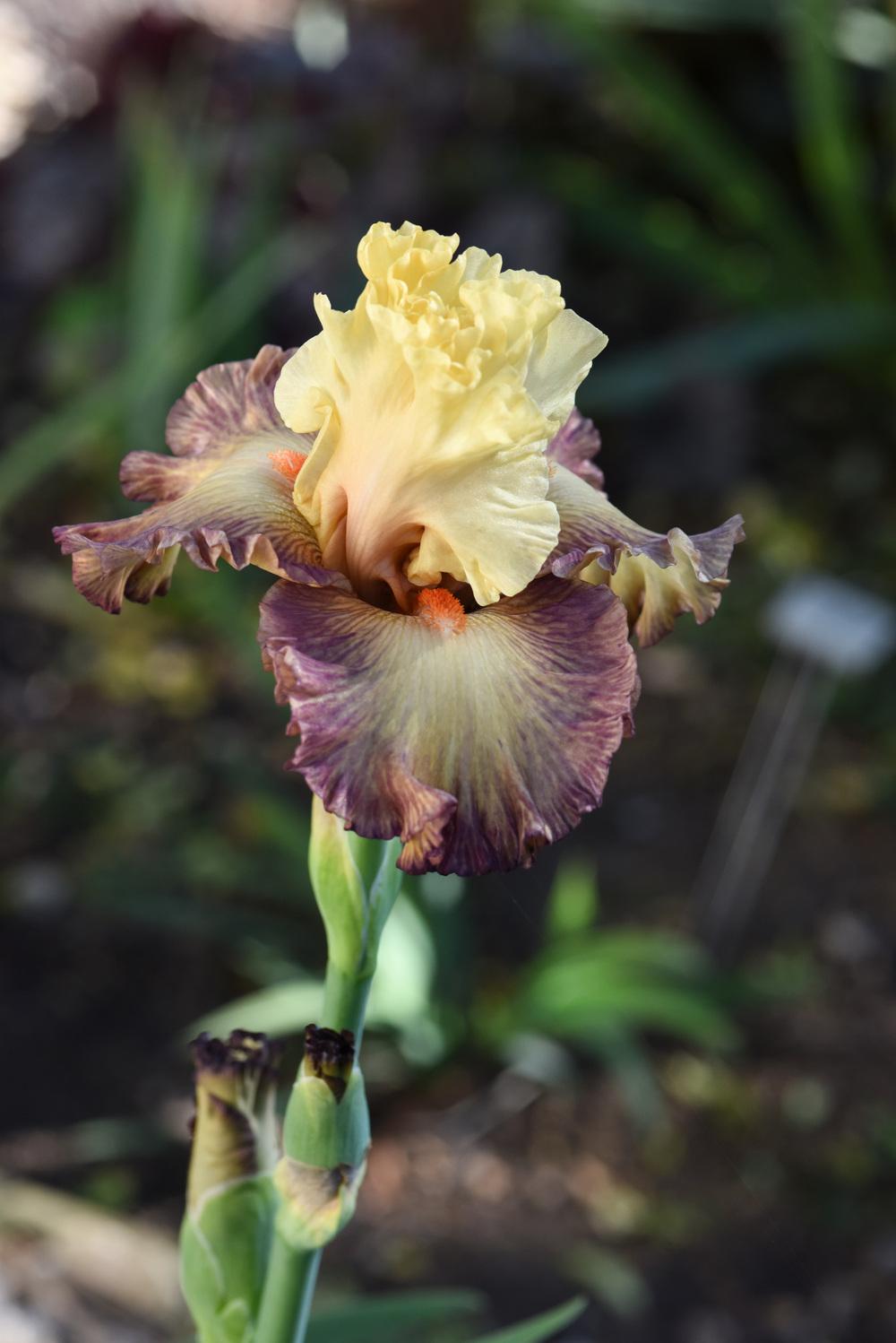 Tall Bearded Iris (Iris 'Taste of Harmony') in the Irises Database ...