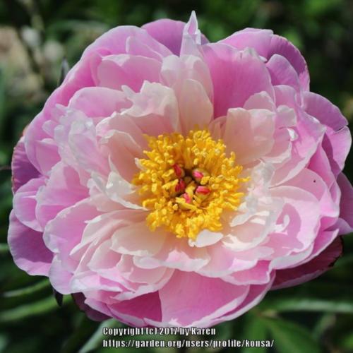 Peony (Paeonia lactiflora 'Sandra Marie') in the Peonies Database ...
