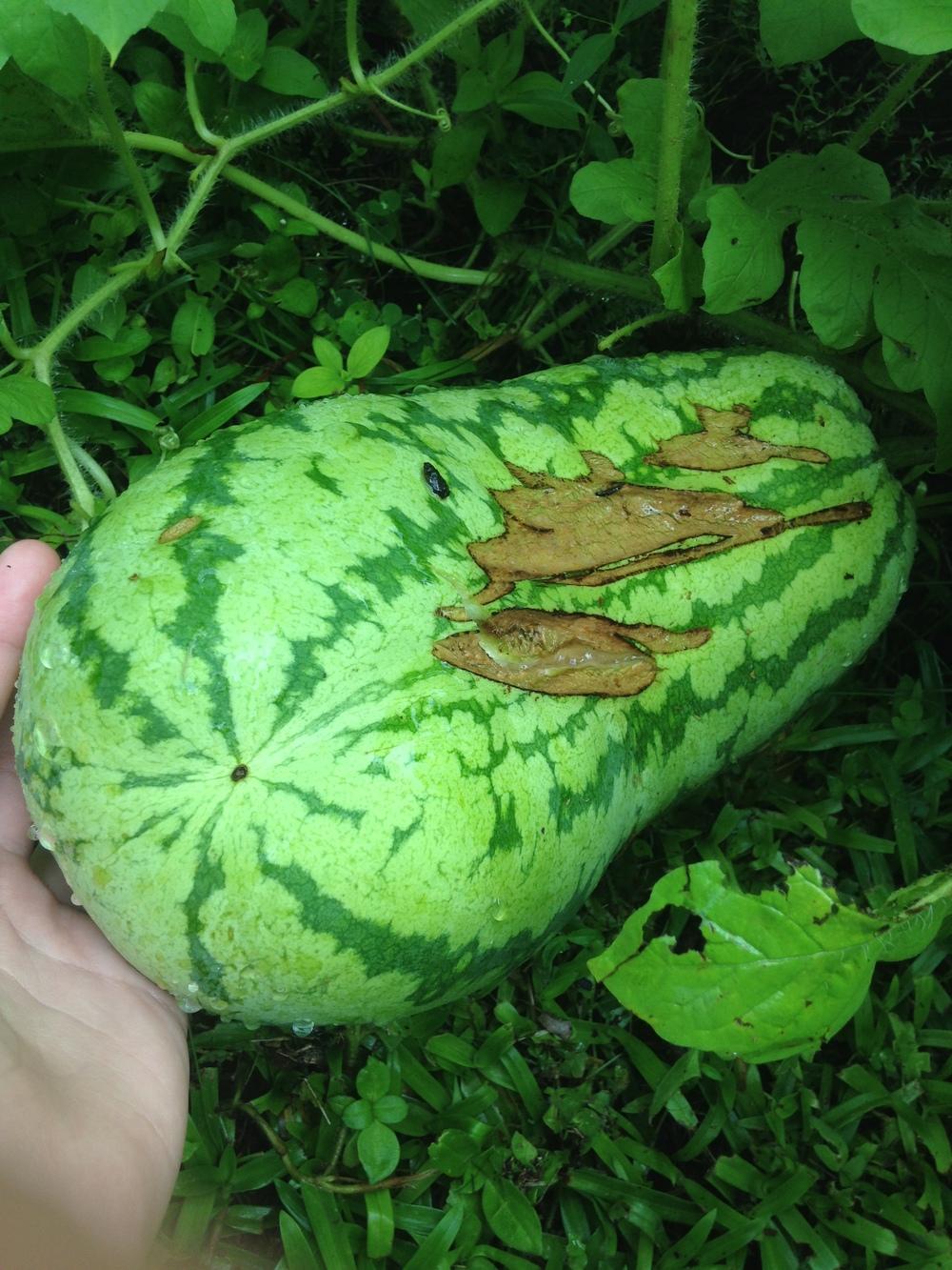 Watermelon growth problem? - Knowledgebase Question - Garden.org