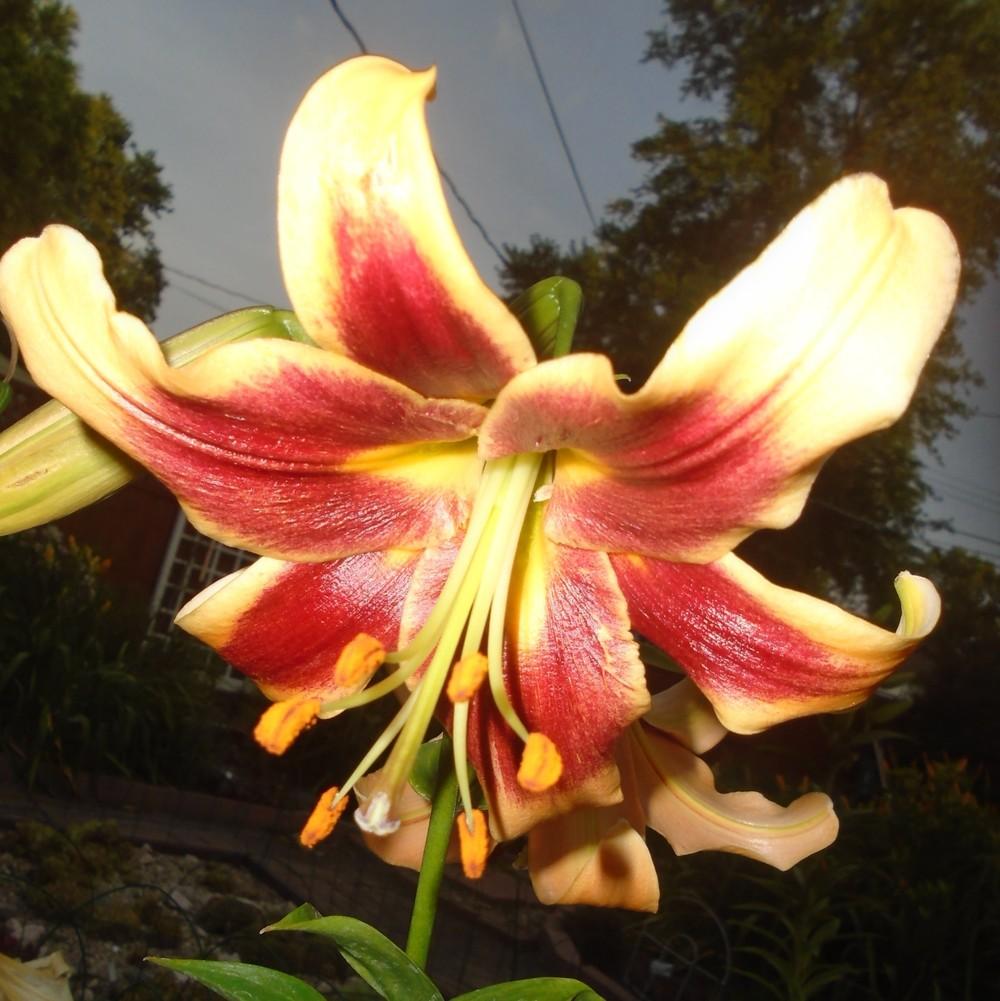 Photo of the bloom of Lily (Lilium 'Debby') posted by stilldew - Garden.org