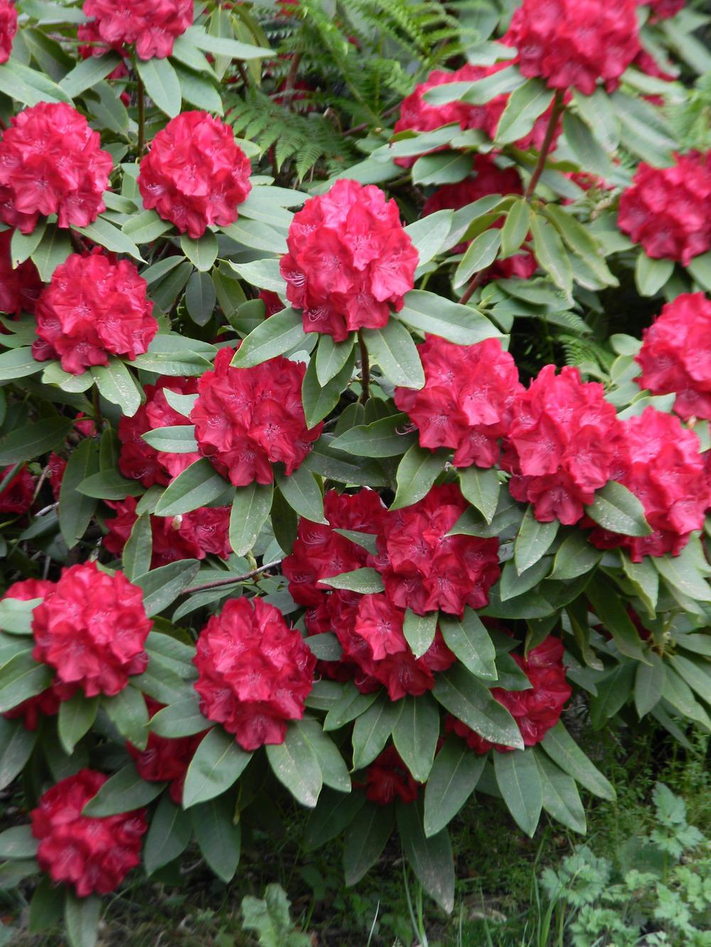 Photo of the bloom of Rhododendron 'Lem's Stormcloud' posted by ...