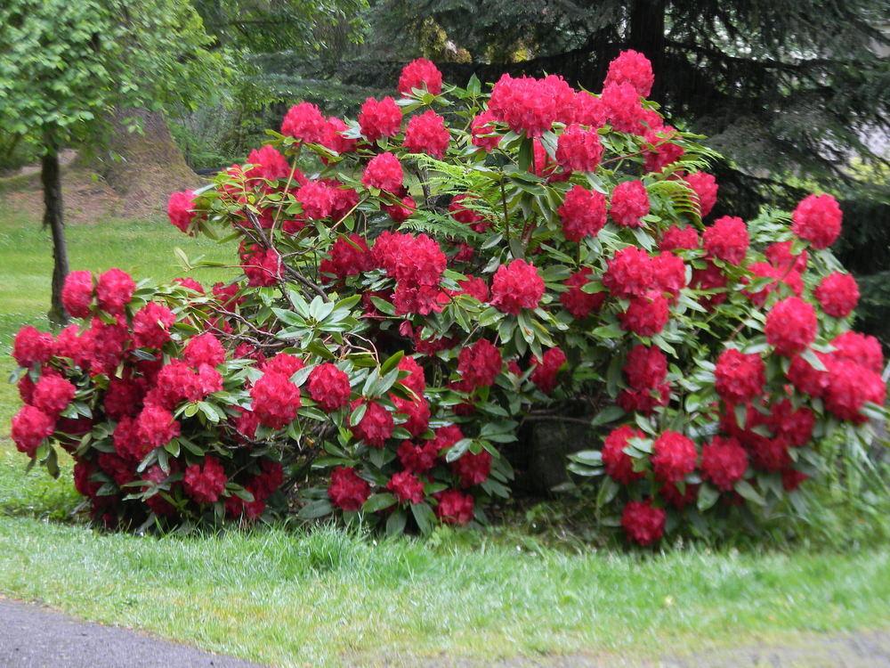Rhododendrons: Plant Care and Collection of Varieties - Garden.org