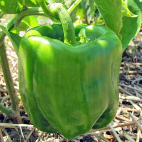 Bell Pepper (Capsicum annuum 'Keystone') in the Peppers Database ...