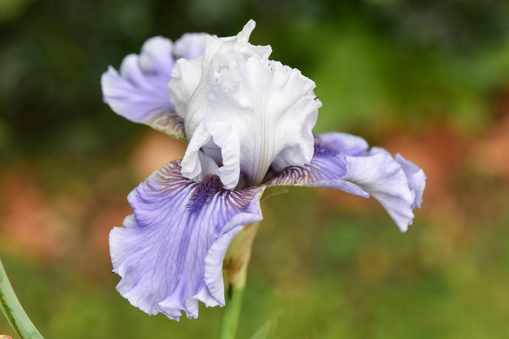 Photo of the bloom of Tall Bearded Iris (Iris 'Quaffable') posted by ...