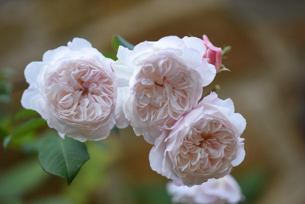 Rose (Rosa 'The Albrighton Rambler') in the Roses Database - Garden.org