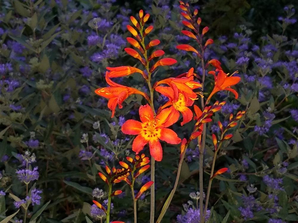 Crocosmias: Plant Care and Collection of Varieties - Garden.org