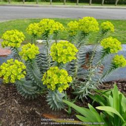 Silver Spurge (Euphorbia rigida) in the Euphorbias Database - Garden.org