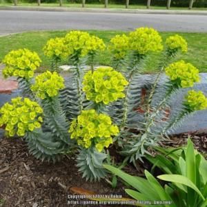 Silver Spurge (Euphorbia rigida) in the Euphorbias Database - Garden.org
