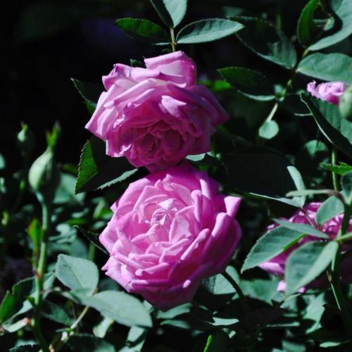 Rose (Rosa 'Hermosa') in the Roses Database - Garden.org