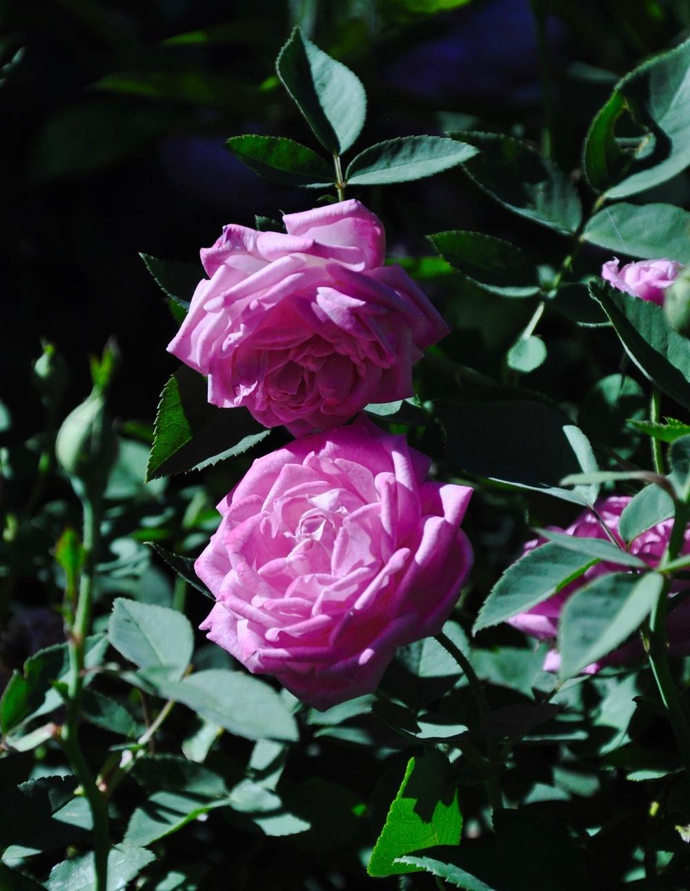 Rose (Rosa 'Hermosa') in the Roses Database - Garden.org