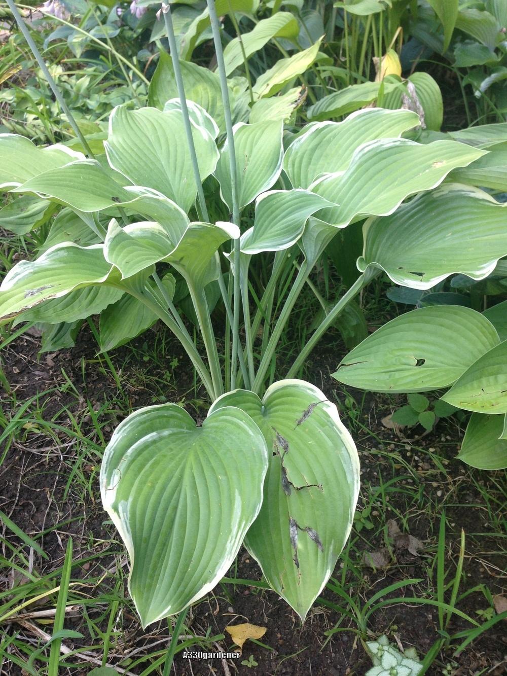 Hosta 'Royal Splendor' in the Hostas Database - Garden.org