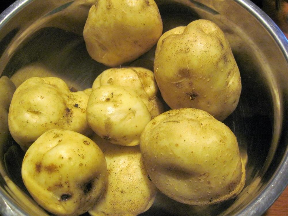 Potato (Solanum tuberosum 'Irish Cobbler') in the Potatoes Database ...