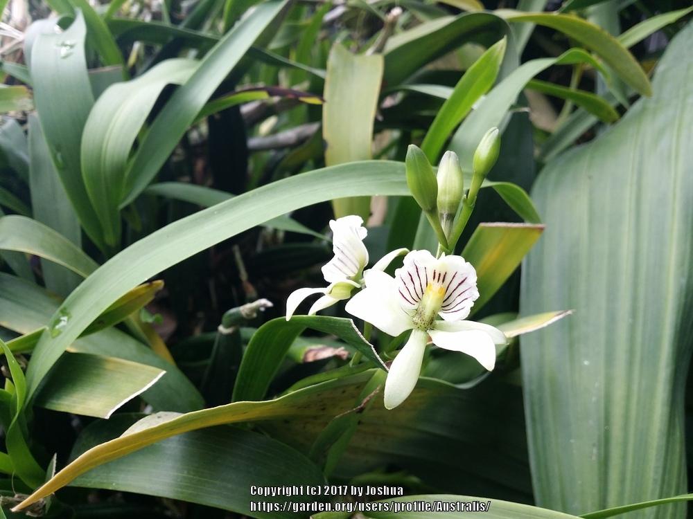 Candelaria Blanca (Prosthechea radiata) - Garden.org