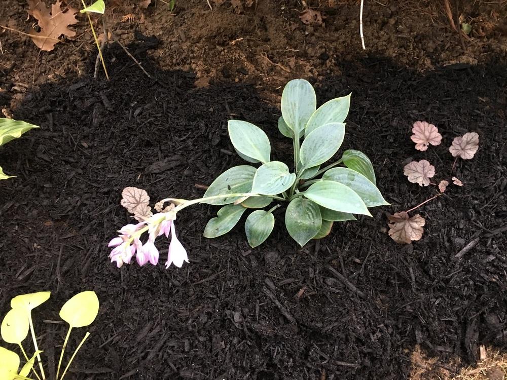 Hosta 'Prairie Sky' in the Hostas Database - Garden.org