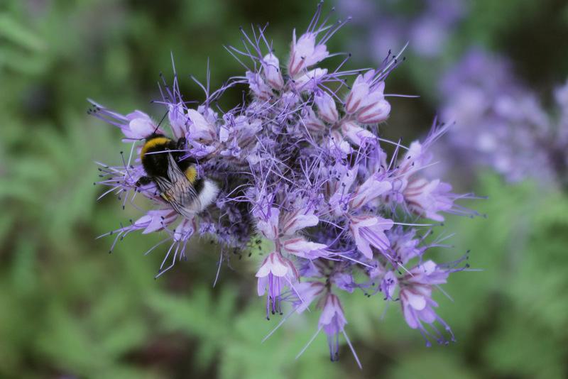Photo of the bloom of Bee's Friend (Phacelia tanacetifolia) posted by ...