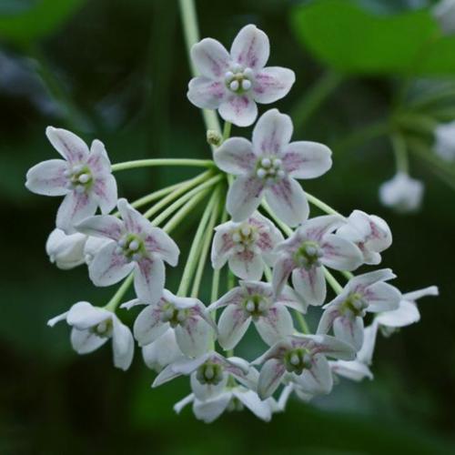 Dregea (Marsdenia sinensis) - Garden.org