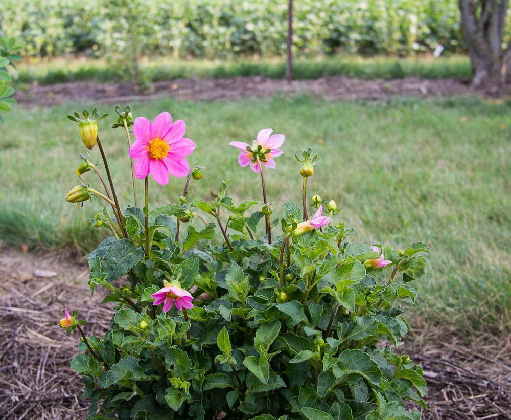 Small dahlias in the Dahlias forum - Garden.org
