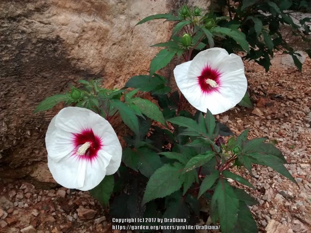 Photo of the entire plant of Hybrid Hardy Hibiscus (Hibiscus Summerific ...