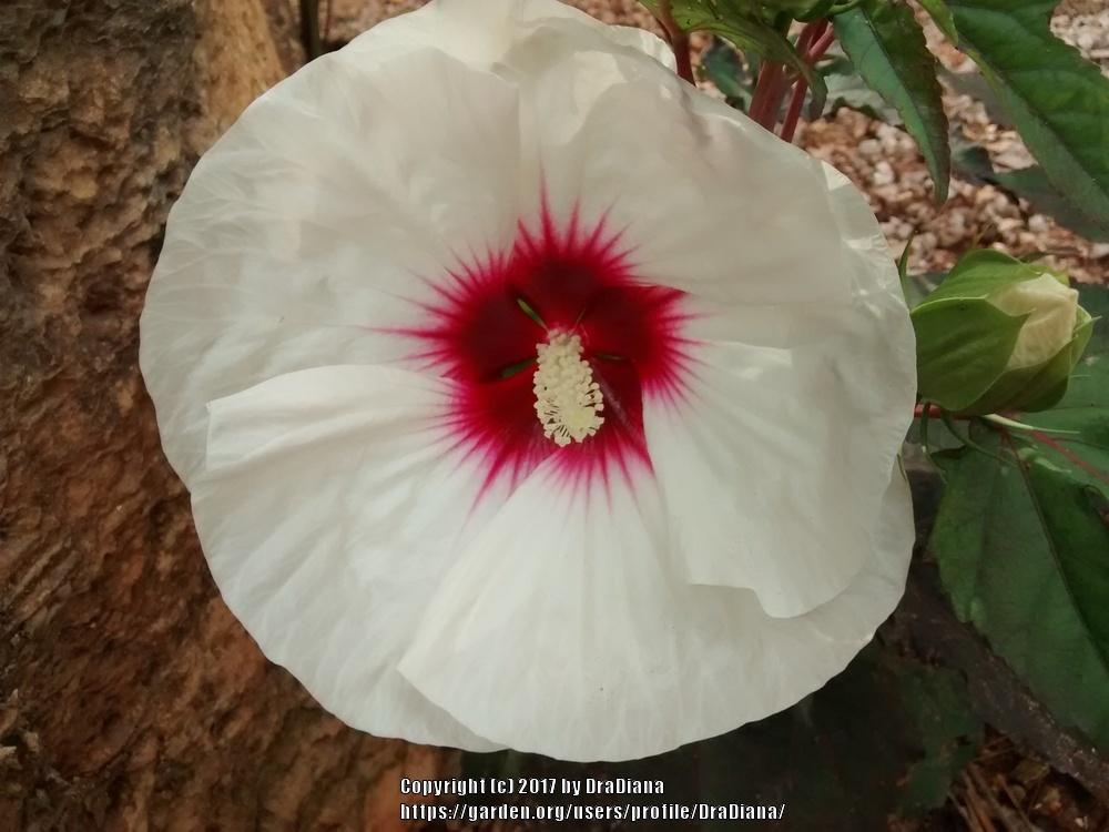 Photo of the bloom of Hybrid Hardy Hibiscus (Hibiscus Summerific™ Mocha ...