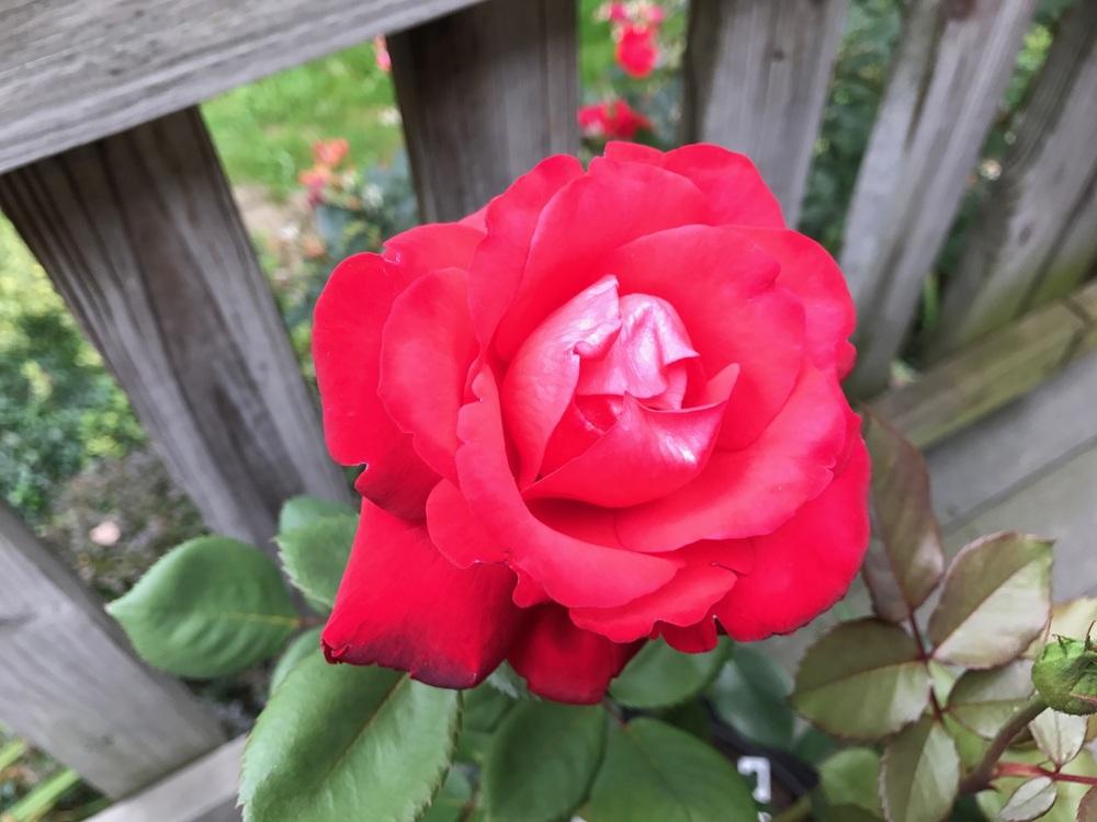 Rose (Rosa 'Tyler') in the Roses Database - Garden.org