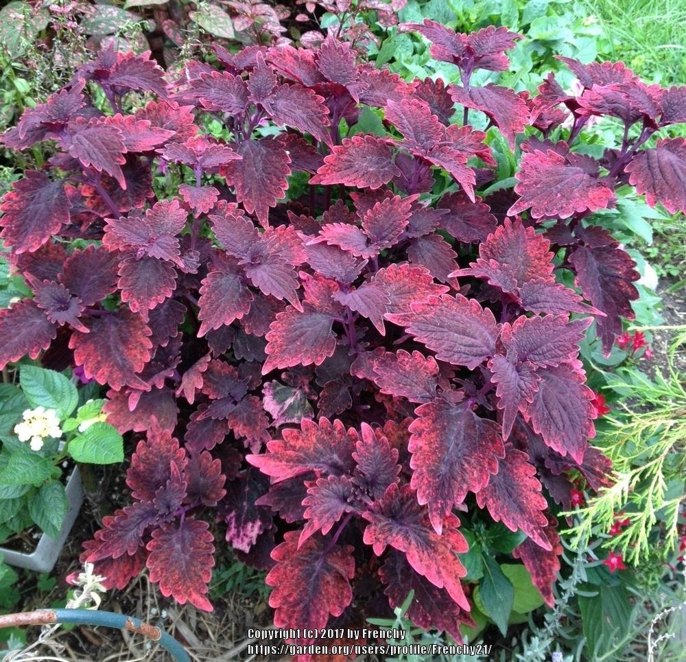 Coleus: Plant Care and Collection of Varieties - Garden.org