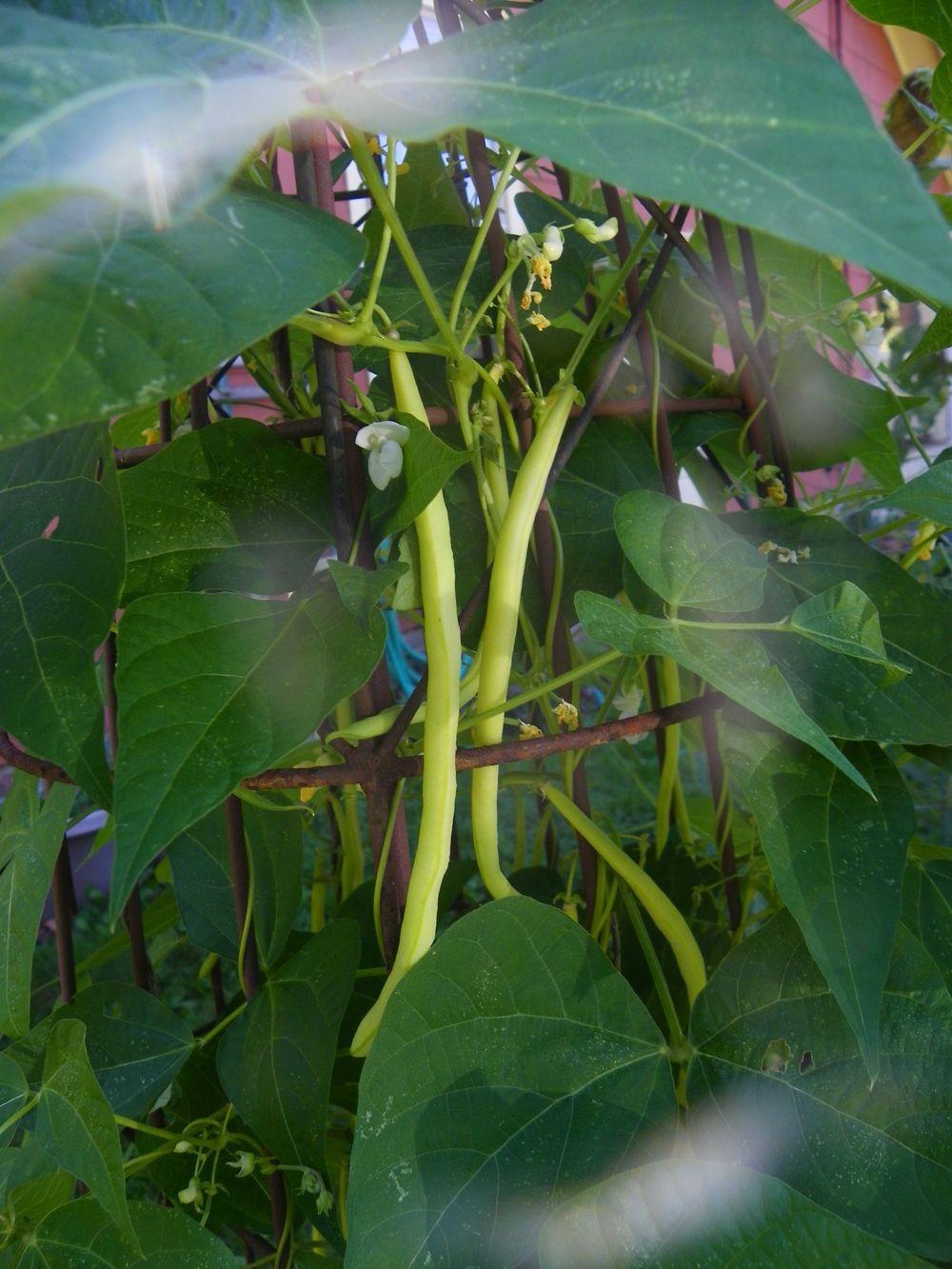 Photo of the entire plant of Bean (Phaseolus 'Monte Gusto') posted by ...