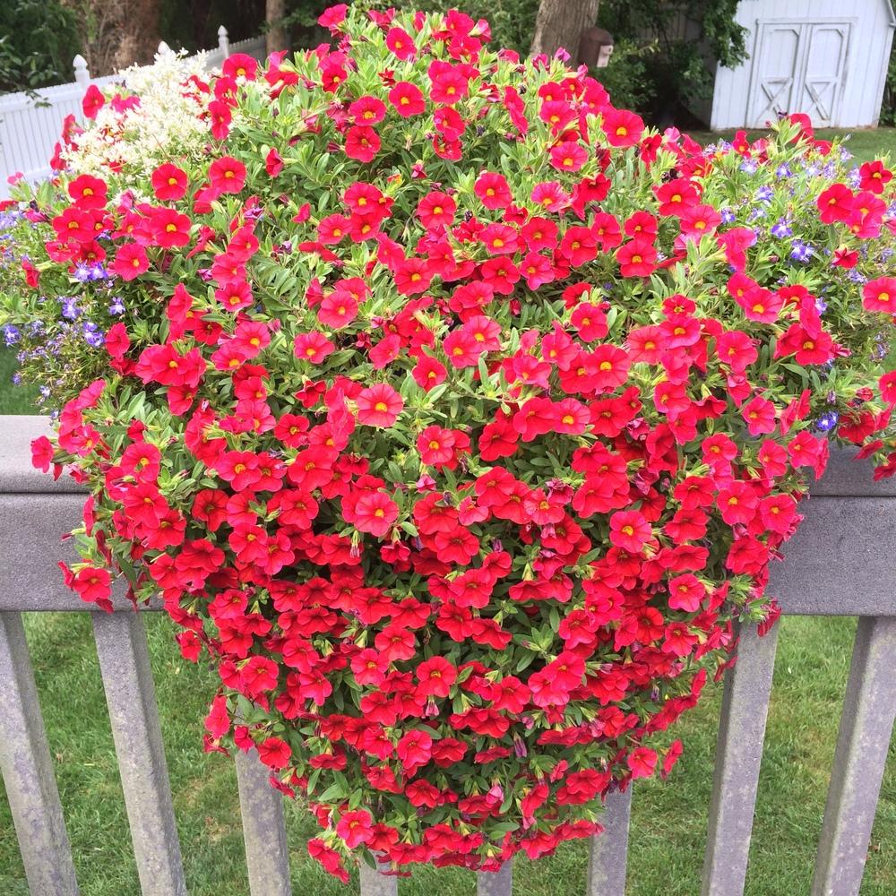 Calibrachoas: Plant Care and Collection of Varieties - Garden.org