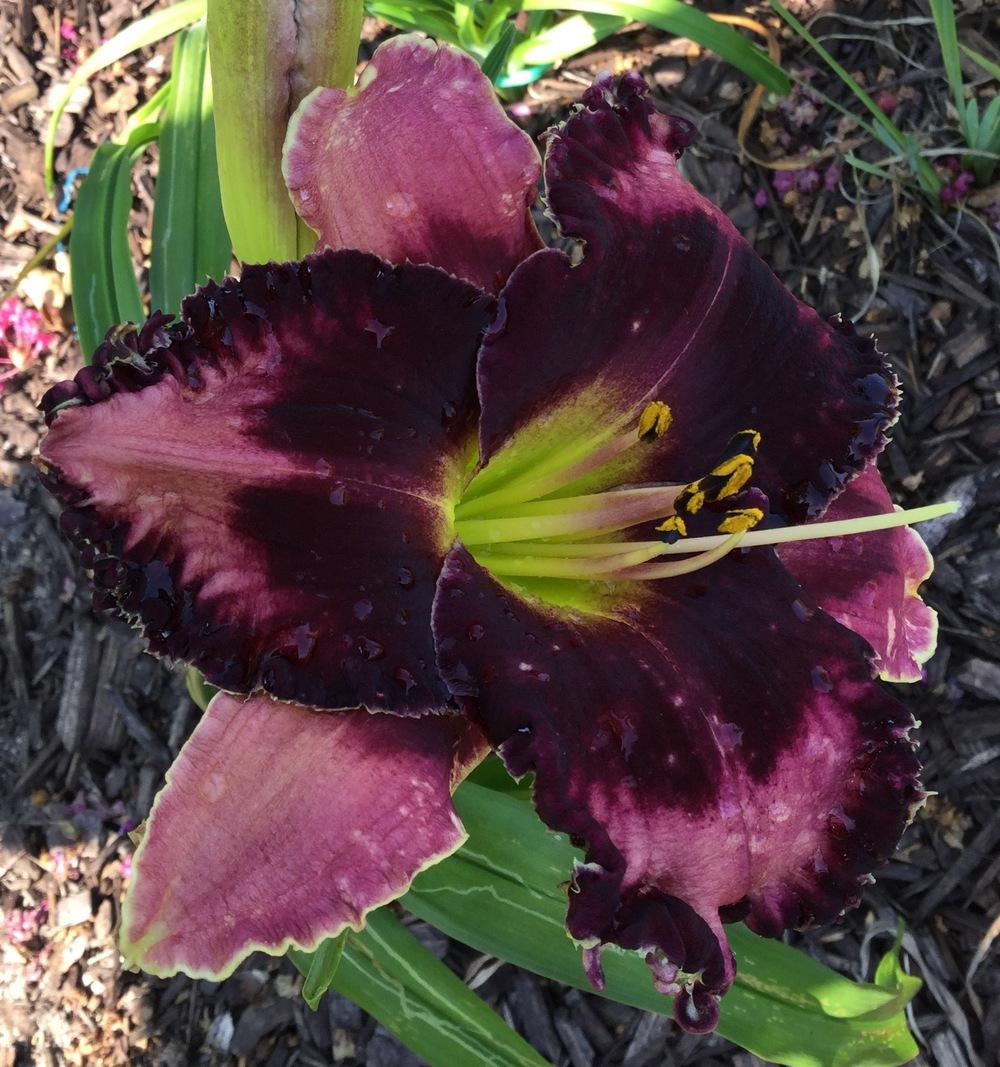 Daylily (Hemerocallis 'Spacecoast Blackberry Cobbler') in the Daylilies ...