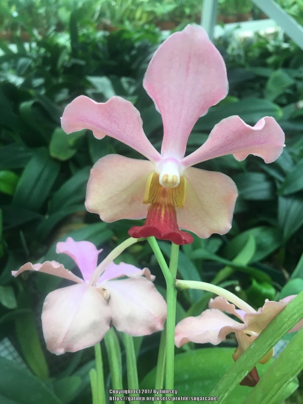 Orchid (Papilionanda Jorattana) - Garden.org