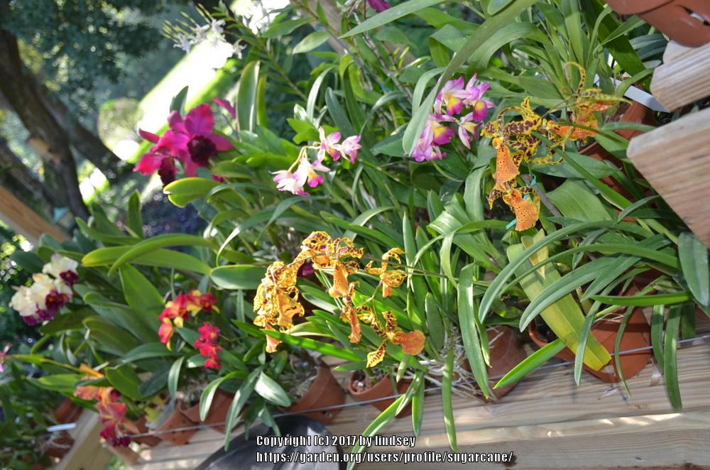 Our Orchid blooms in September 2017 in the Orchids forum - Garden.org