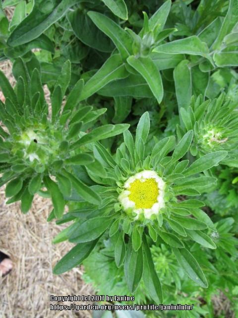 China Aster (Callistephus chinensis 'Hulk') - Garden.org