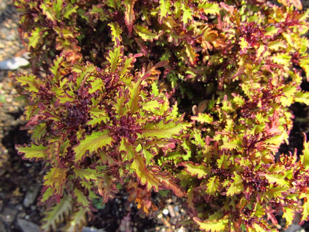 Photo of the leaves of Coleus (Coleus scutellarioides 'Macaw') posted ...