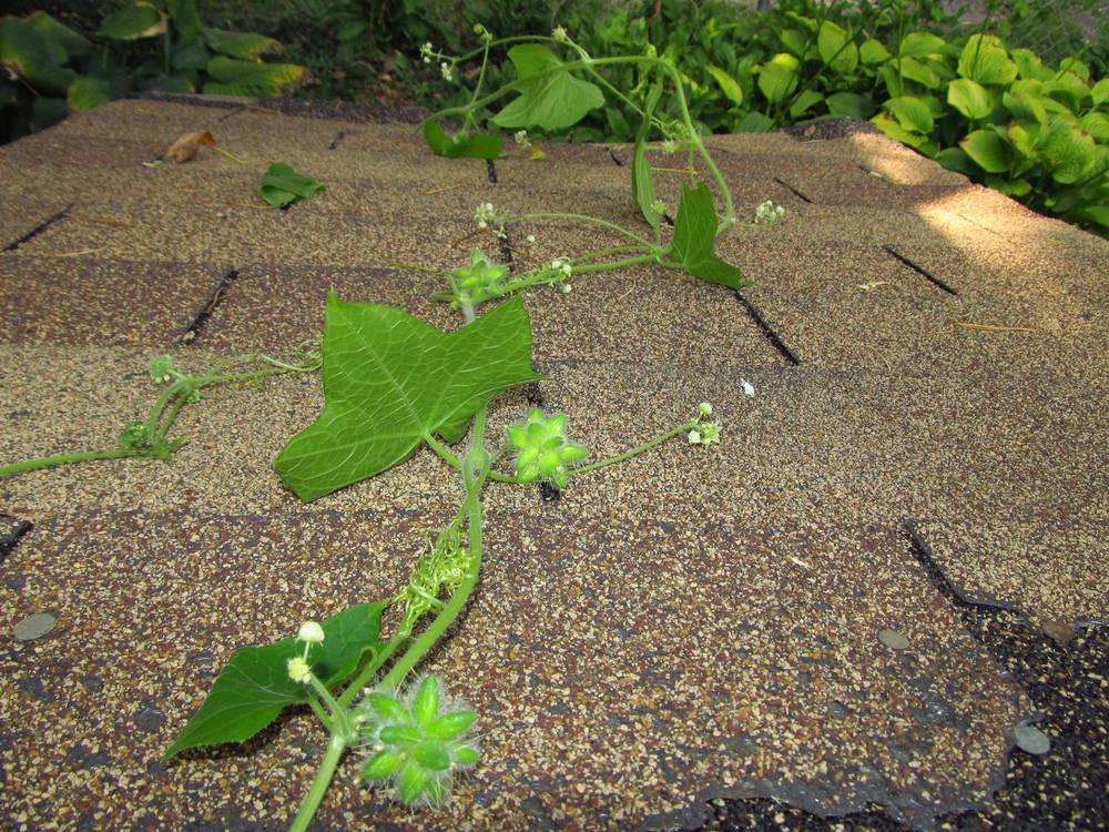 One-Seeded Bur Cucumber (Sicyos angulatus) - Garden.org