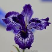 Pacific Coast Iris (Iris 'Power Center') in the Irises Database ...