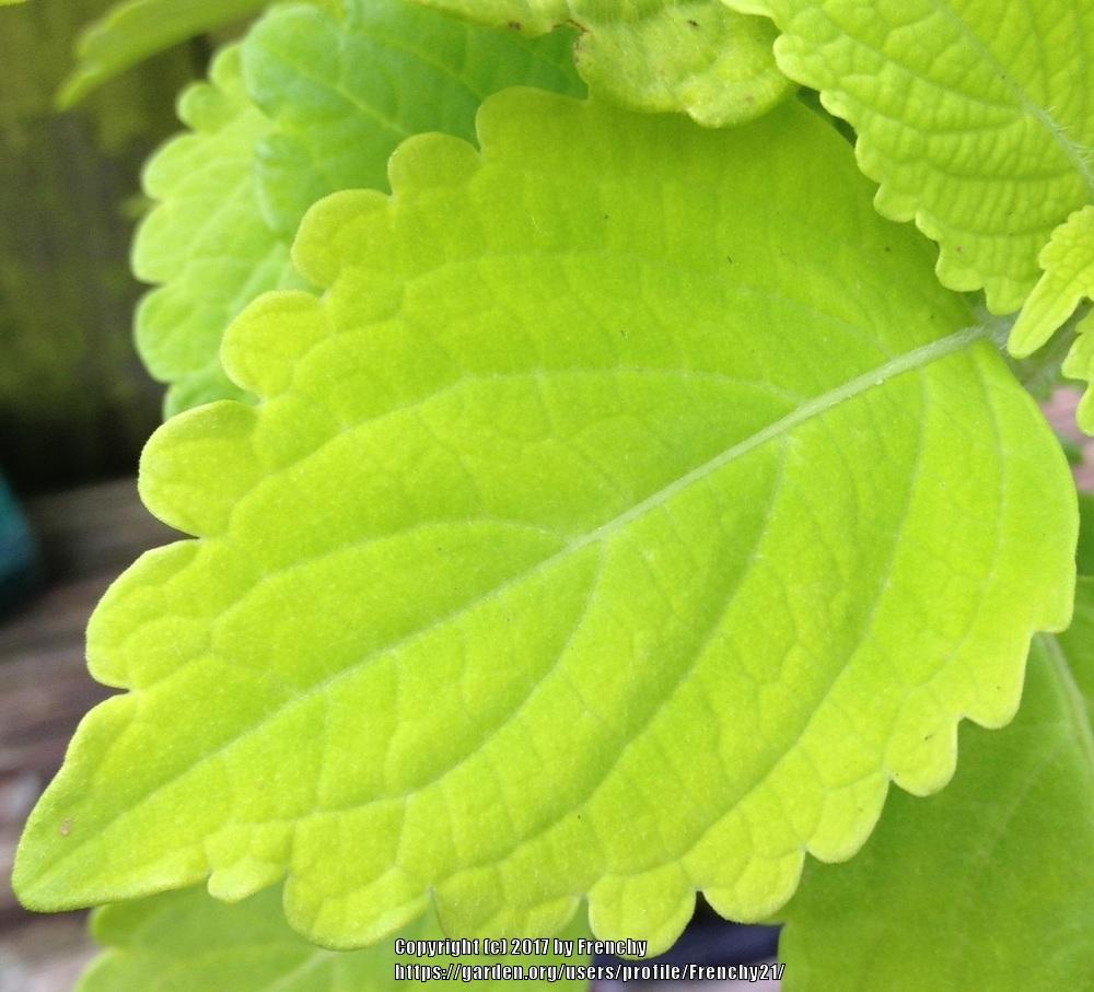 Coleus (Coleus scutellarioides 'Lime Twist') in the Coleus Database ...
