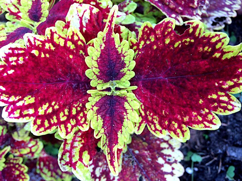 Coleus (Coleus scutellarioides Main Street Oxford Street™) in the ...