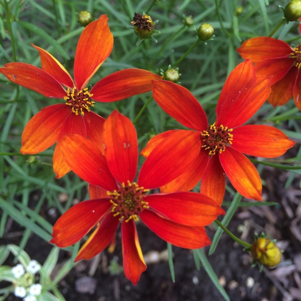Photo of the bloom of Threadleaf Coreopsis (Gyrophyllum verticillatum ...