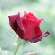 Rose (Rosa 'Taboo') in the Roses Database - Garden.org