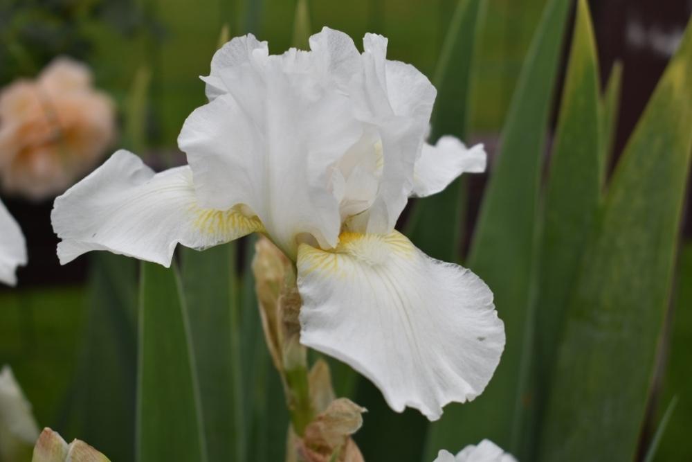 Photo of the bloom of Intermediate Bearded Iris (Iris 'Low Ho Silver ...