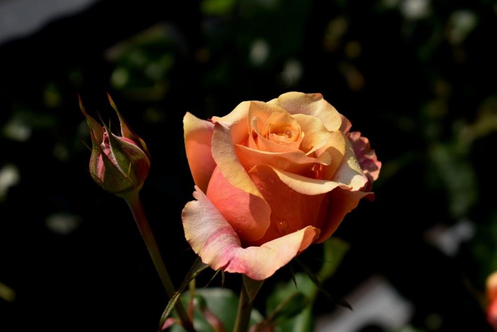 Rose (Rosa 'Cherry Brandy') in the Roses Database - Garden.org