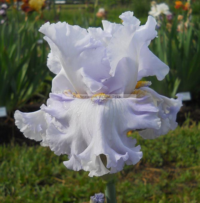 Photo of the bloom of Tall Bearded Iris (Iris 'Icefall') posted by TBMan - Garden.org