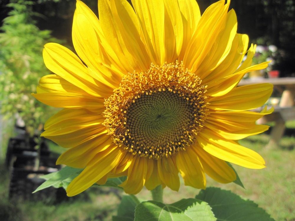 Dwarf Sunflower (Helianthus annuus 'Elf') in the Sunflowers Database ...