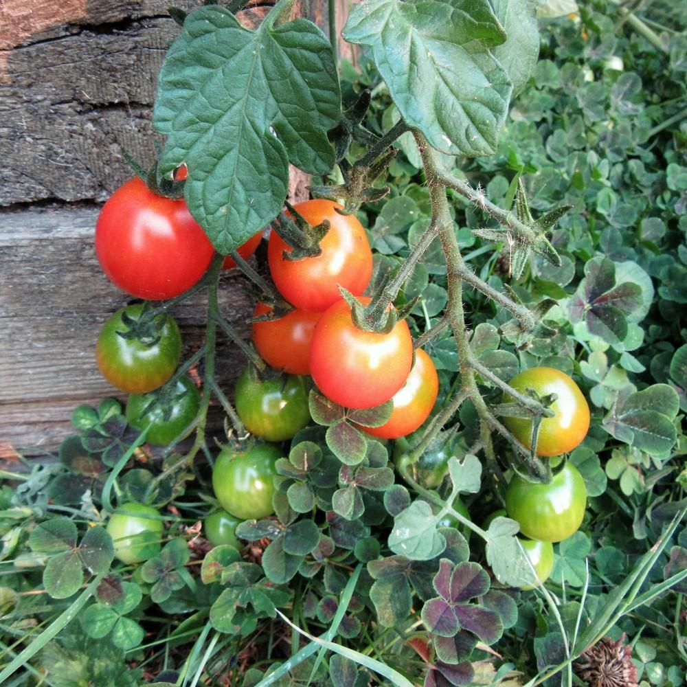 Photo of the fruit of Tomato (Solanum lycopersicum 'Sweet Million ...