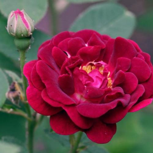 Rose (Rosa 'Tuscany') in the Roses Database - Garden.org