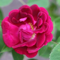 Rose (Rosa 'Tuscany') in the Roses Database - Garden.org