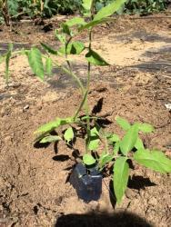 Cut Worm Deterrent in Fall Cole Crops - Garden.org