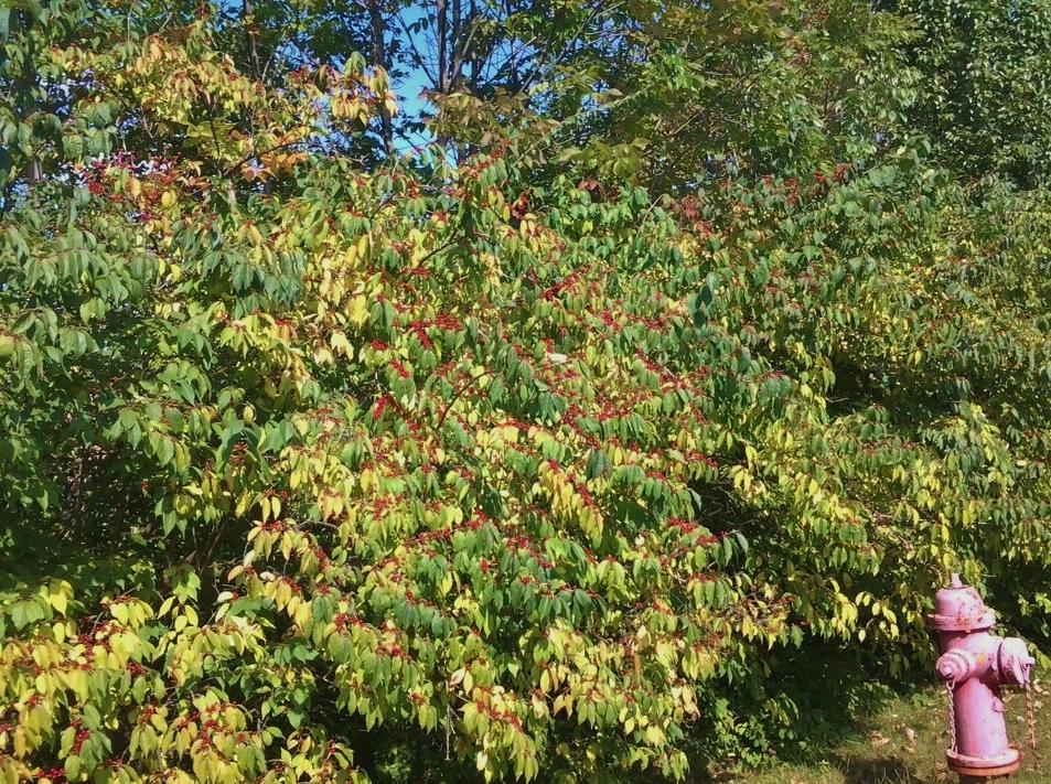 Can anyone ID this tree w/ berries, in Ohio? in the Plant ID forum ...
