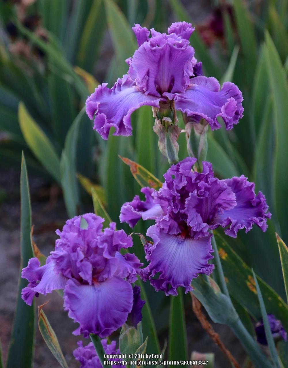 Irises: Plant Care and Collection of Varieties - Garden.org