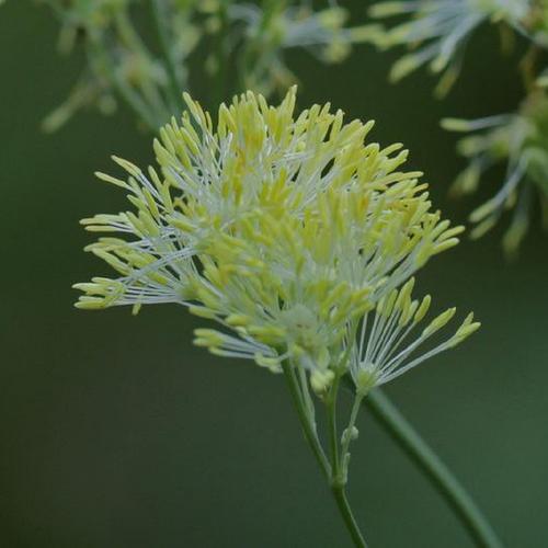 Common Meadow Rue (Thalictrum flavum) - Garden.org