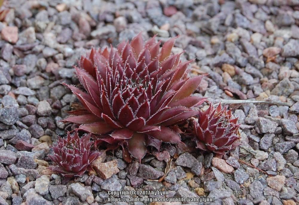 Sempervivum: Plant Care and Collection of Varieties - Garden.org